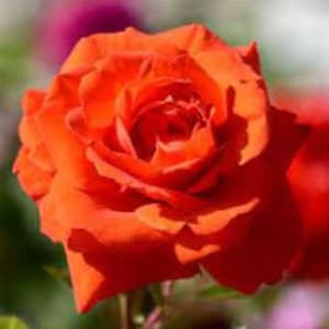 Tropicana Hybrid Tea Rose Seeds- Perennial - Authentic Seeds - Flowers ...