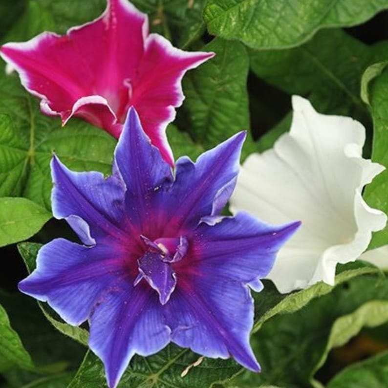 Kikyo-zaki Morning Glory Seeds – Easy Grow Annual Vine Flowers - Etsy