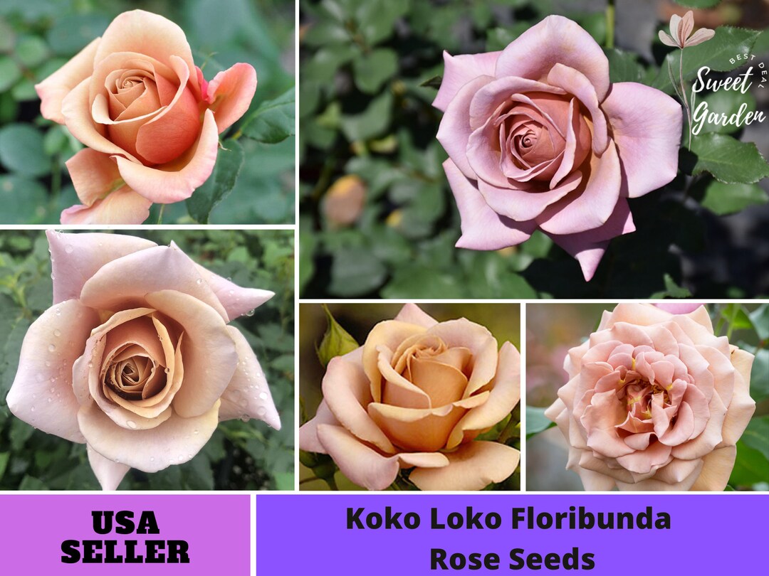 Koko Loko Floribunda Rose Seeds-perennial authentic Seeds-flowers ...