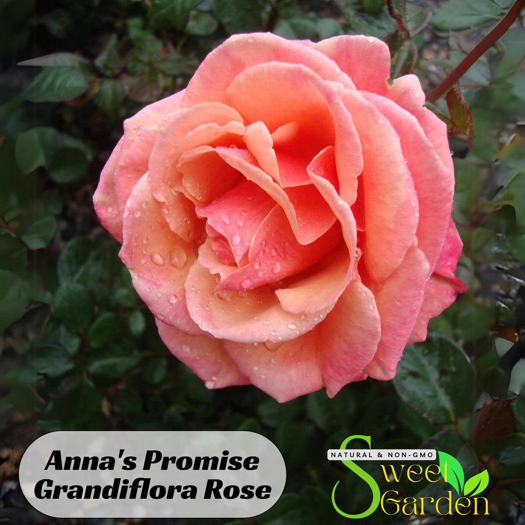 Anna's Promise Grandiflora Rose Seeds- Perennial - Authentic Seeds ...