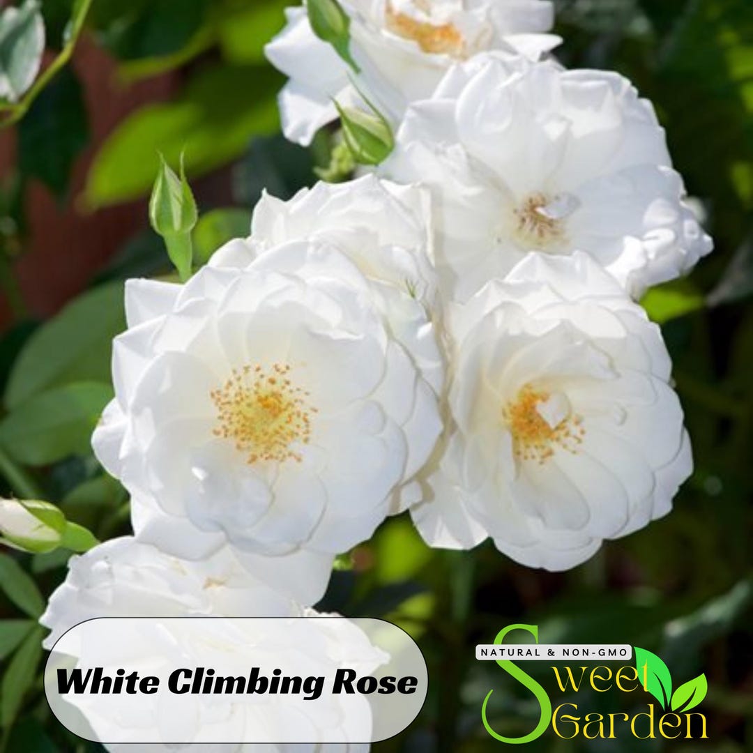 White Climbing Rose Seeds - Perennial - Authentic Seeds - Flowers ...
