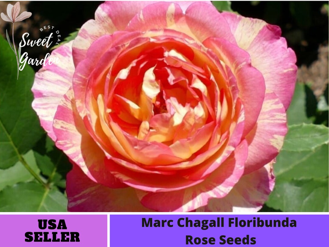 Marc Chagall Floribunda Rose Seeds-perennial authentic Seeds-flowers ...