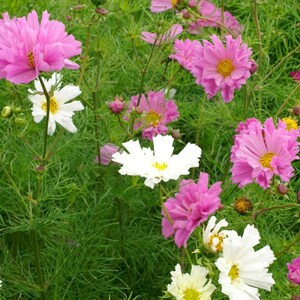 50s|psyche Mix Cosmos Seeds- Annual - Authentic Seeds - Flowers - Easy ...