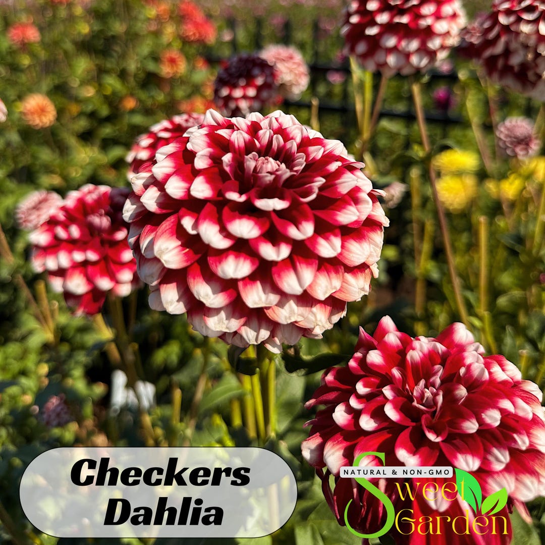 Red Checkers Dahlia Seeds - Perennial - Authentic Seeds - Flowers ...