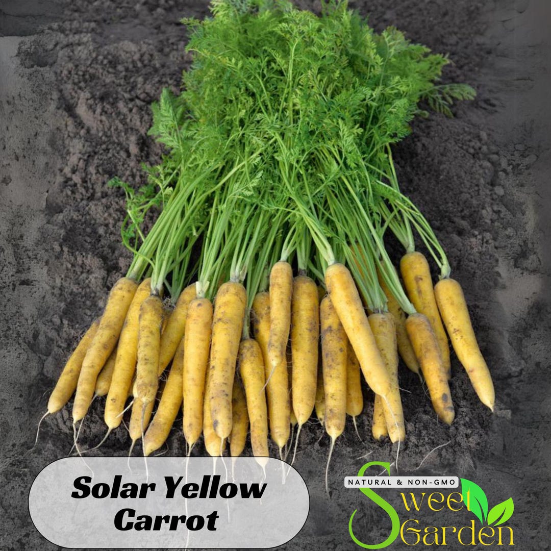 40 Seeds| Solar Yellow Carrot Seeds - Perennial -authentic Seeds ...