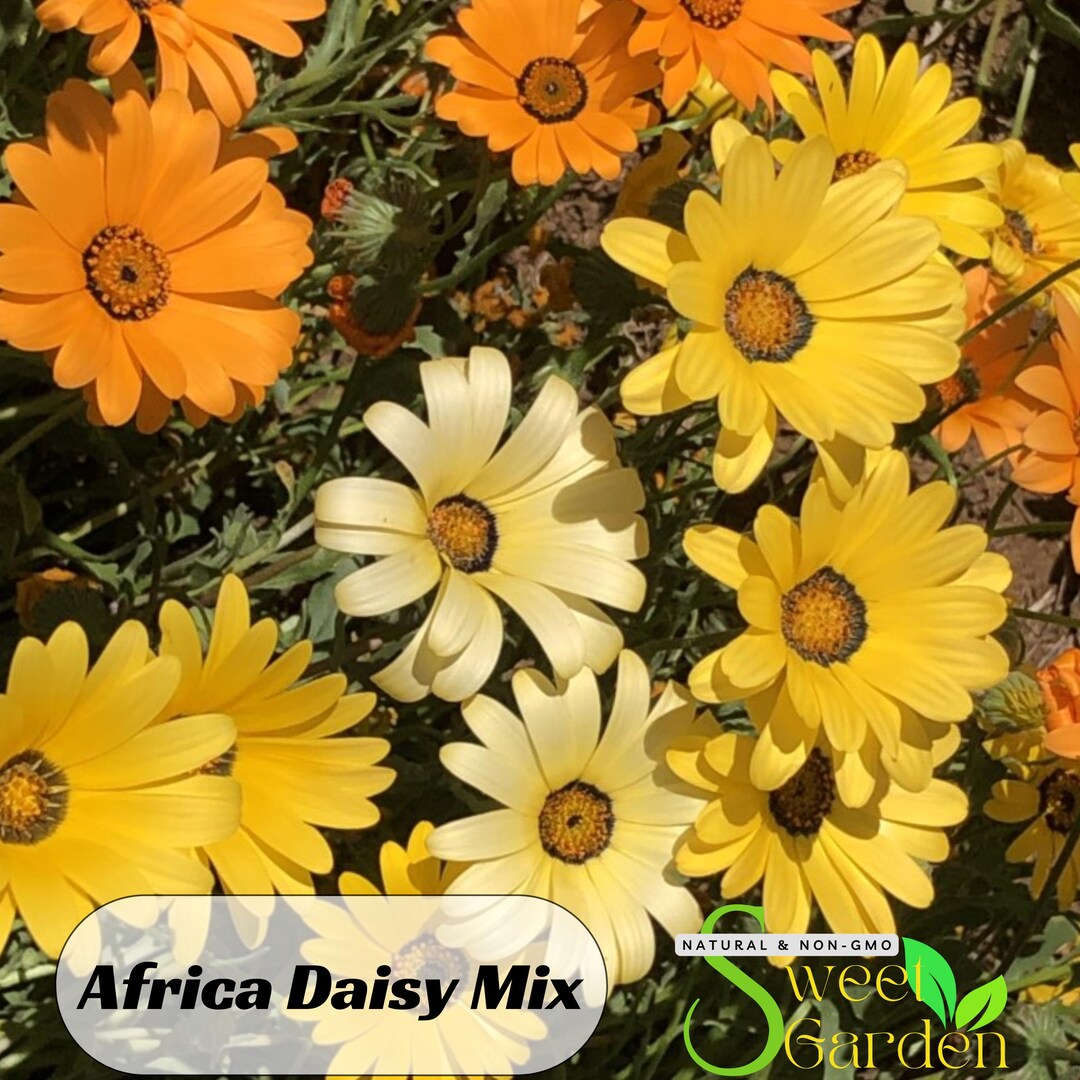 100s|africa Daisy Mix Seeds - Perennial - Authentic Seeds - Daisy ...
