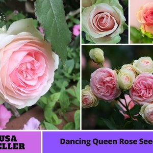 Dancing Queen Rose Seeds Perennial Authentic Seeds Flowers Easy to Grow ...
