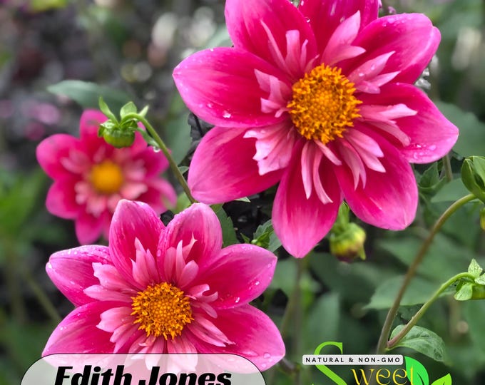 Giggles Dahlia Flower Seeds - Perennial - Fast Growing - Clumping ...