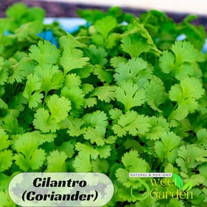 50 Seeds| Cilantro Seeds - Authentic Seeds - Perennial~gmo Free ~flower ...
