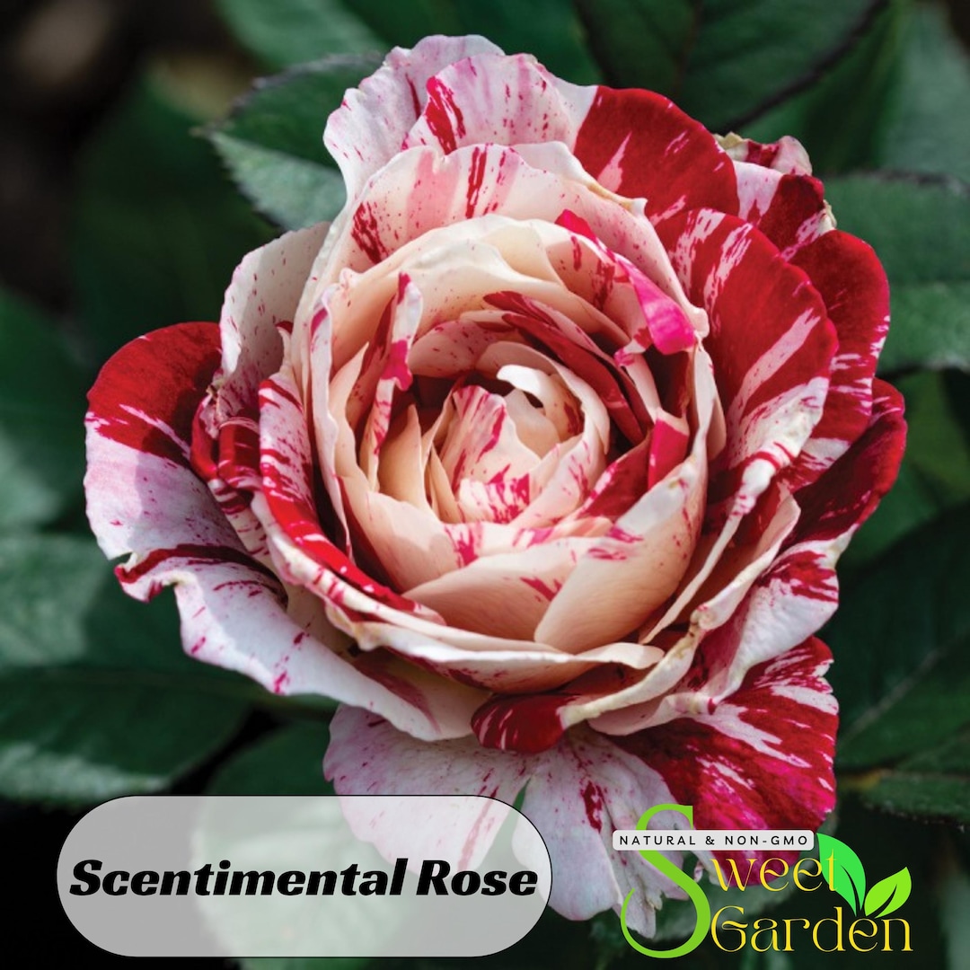Scentimental Rose Seeds - Perennial - Authentic Seeds - Flowers - Easy ...