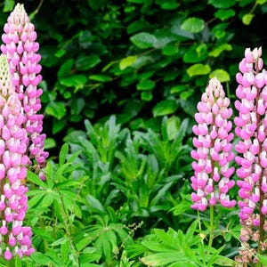Lupinus ‘the Chatelaine’ (lupine) Seeds- Lupinus - Bluebonnet ...