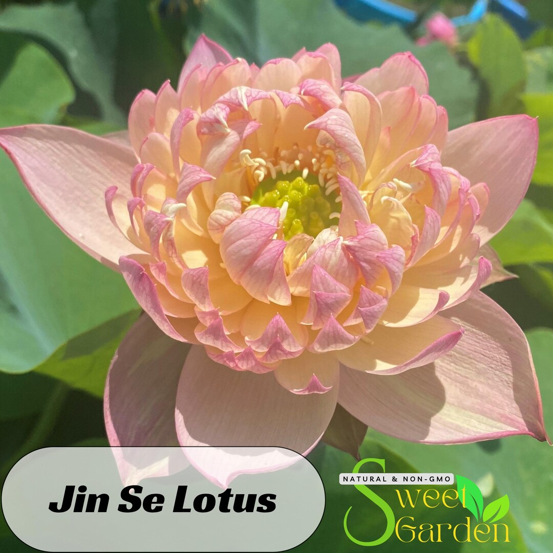 5+ Rare Seeds| Jin Se Lotus (also Known as Color of Brocade) Seeds ...