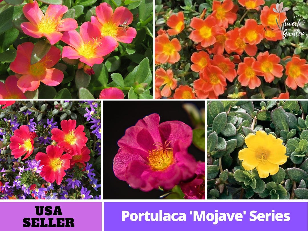 Portulaca 'mojave' Series Seeds Moss Rose Seeds Purslanes Seeds ...
