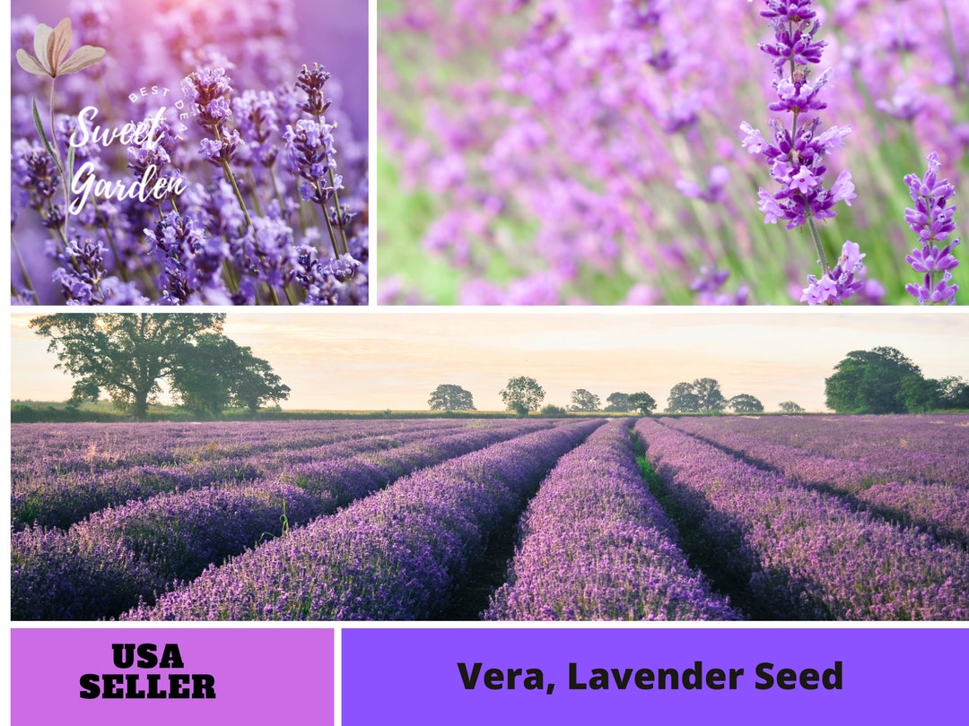 155 Seeds Vera Lavender Seeds-perennial authentic Seeds-flowers organic ...