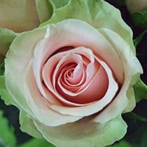 Dancing Queen Rose Seeds Perennial Authentic Seeds Flowers Easy to Grow ...