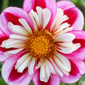 Bumble Rumble Dahlia Seeds - Perennial - Authentic Seeds - Flowers ...