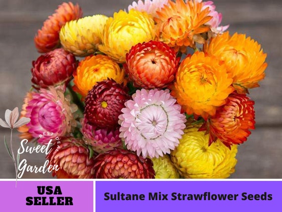 100 Seeds Mix Strawflower Seeds flower Seeds Herb Seeds - Etsy