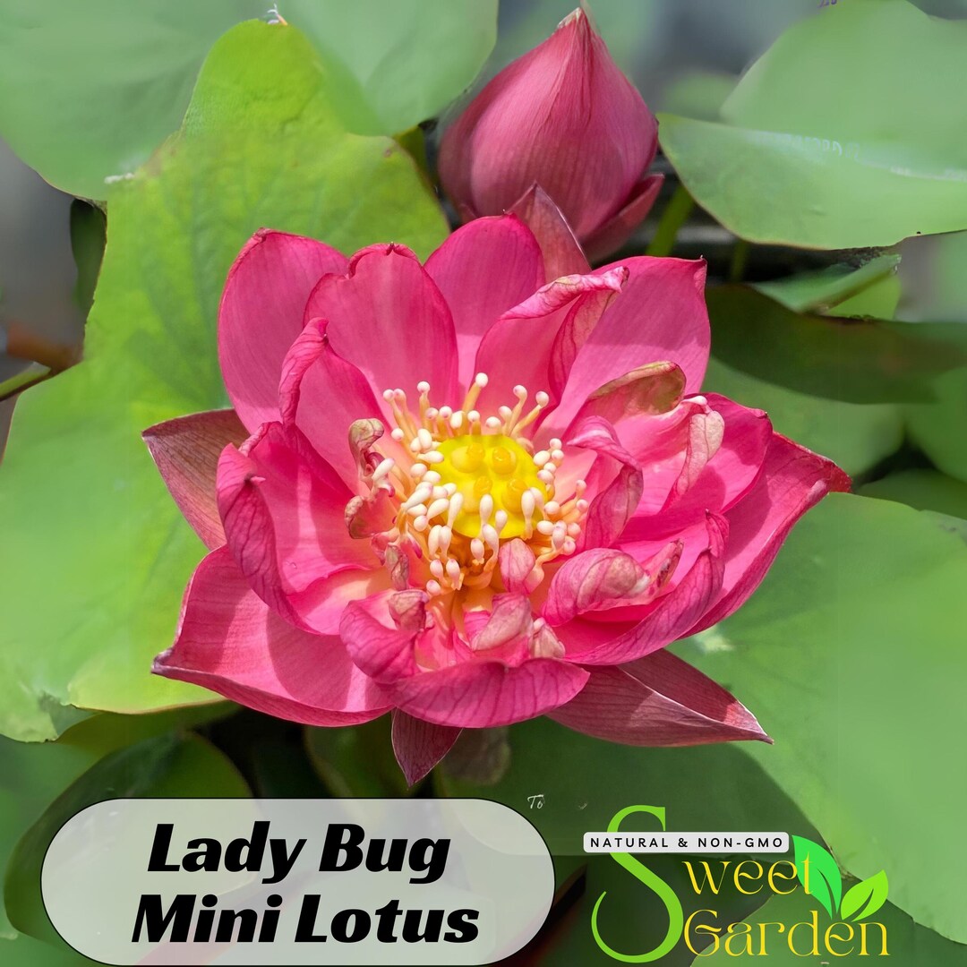 5+ Rare Seeds| Lady Bug Mini Lotus Seeds - Indian Lotus (nelumbo ...