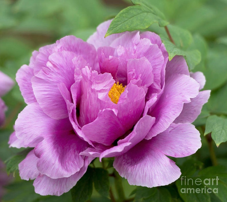 10+ Seeds| Chojuraku Tree Peony Seeds - Perennial - Authentic Seeds ...
