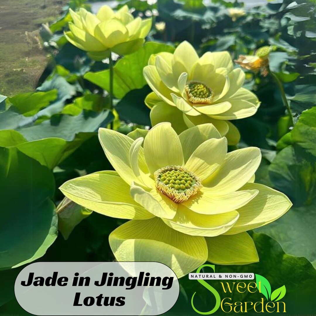 5+ Rare Seeds| Jade in Jingling Lotus Seeds - Indian Lotus (nelumbo ...