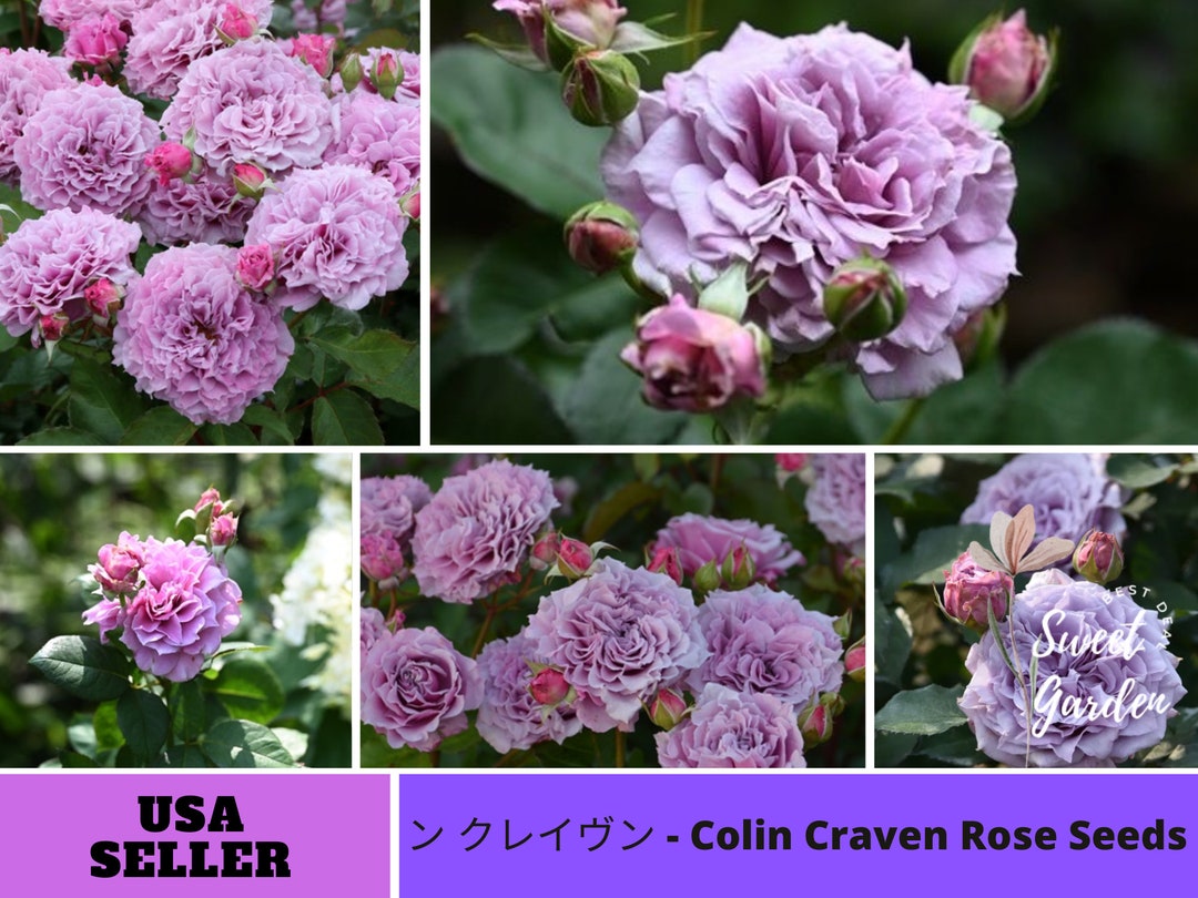 コリン クレイヴン Colin Craven Rose Seeds Perennial Authentic Seeds Flowers ...