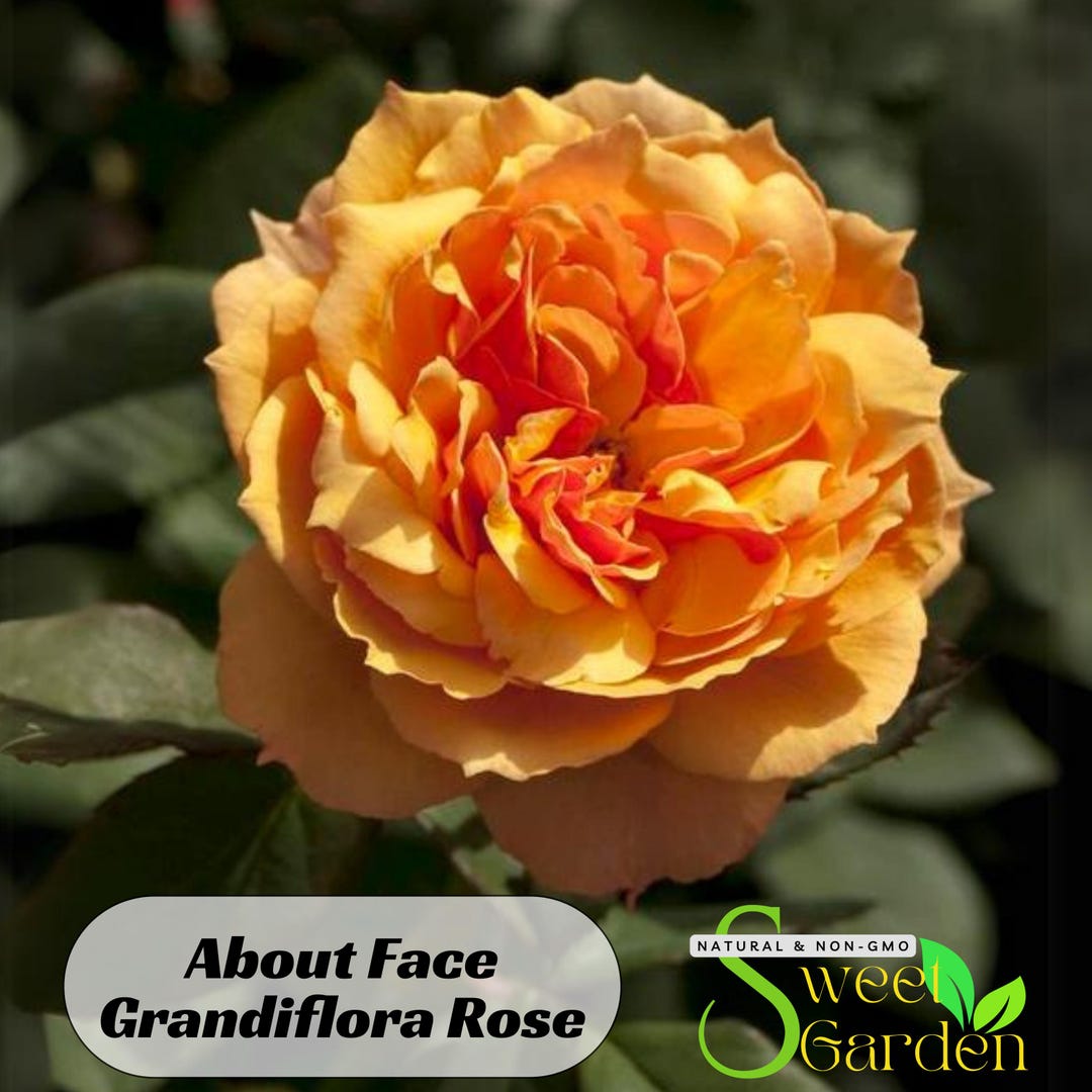 About Face Rosa Grandiflora Rose Seeds - Perennial - Authentic Seeds ...