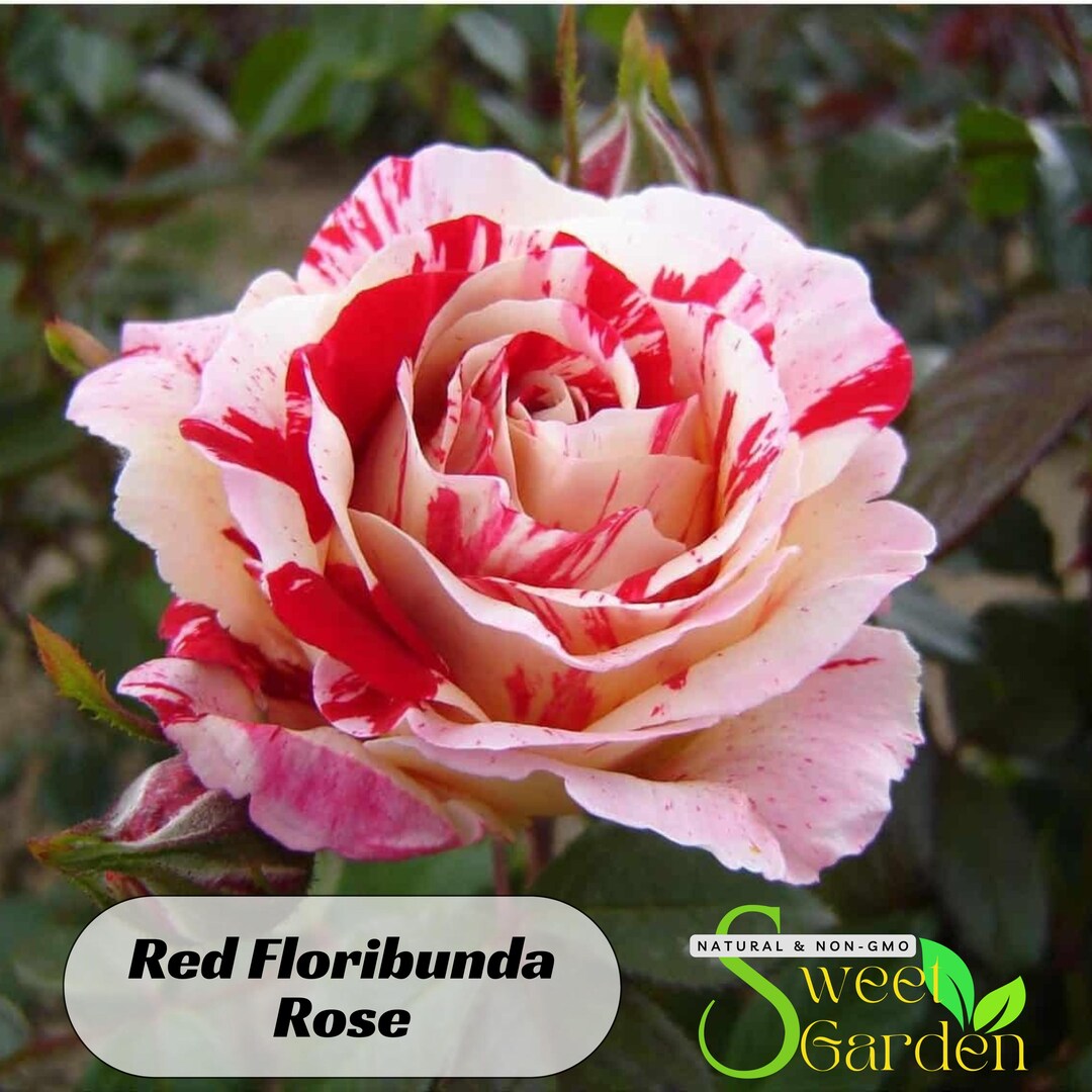 Red Floribunda Rose Seeds- Stripped Roses - Perennial - Authentic Seeds ...