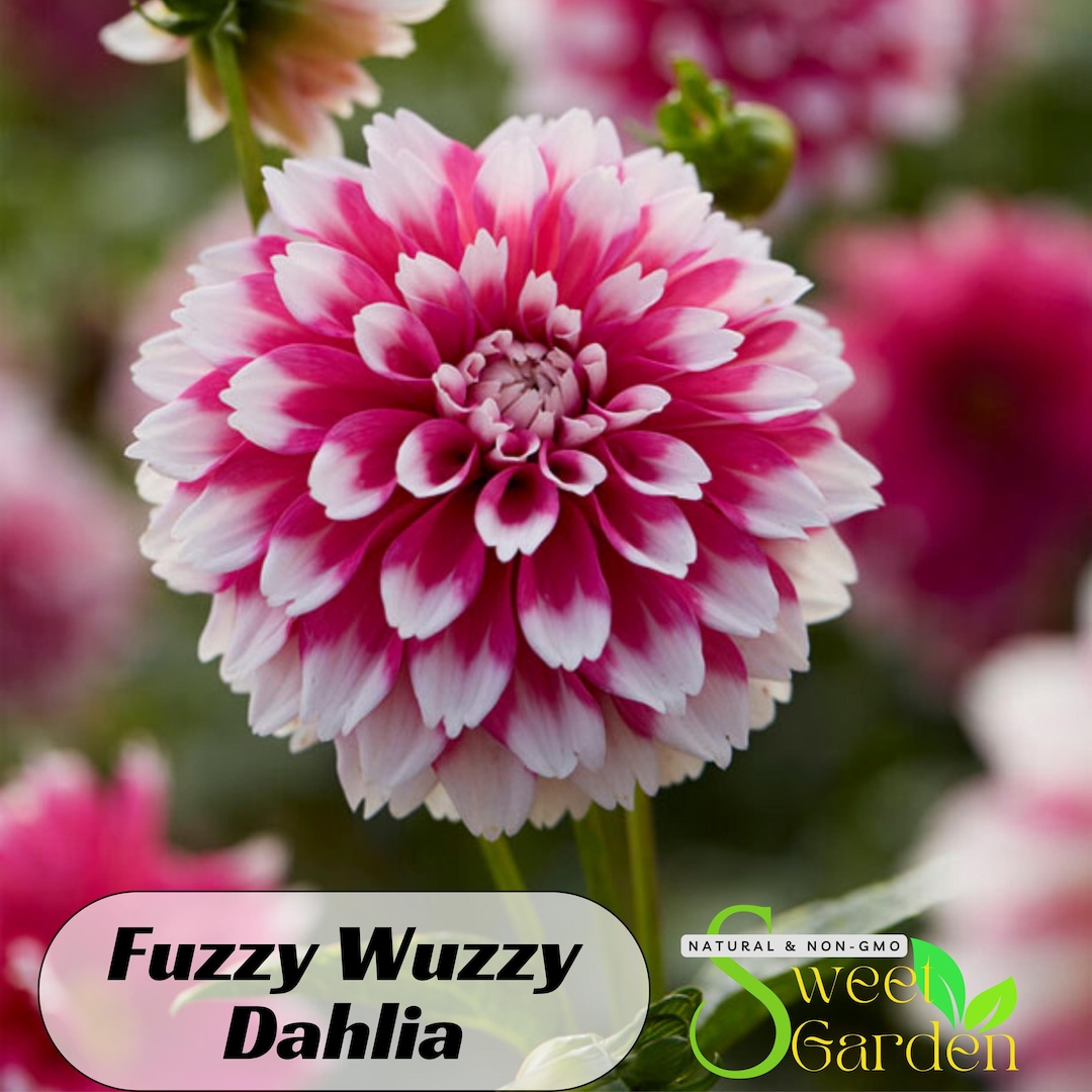 Fuzzy Wuzzy Dahlia Seeds - Pink & White Perennial Flowers - Etsy