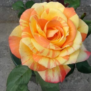 Orange White Rose Seeds - Perennial - Authentic Seeds - Flowers - Easy ...