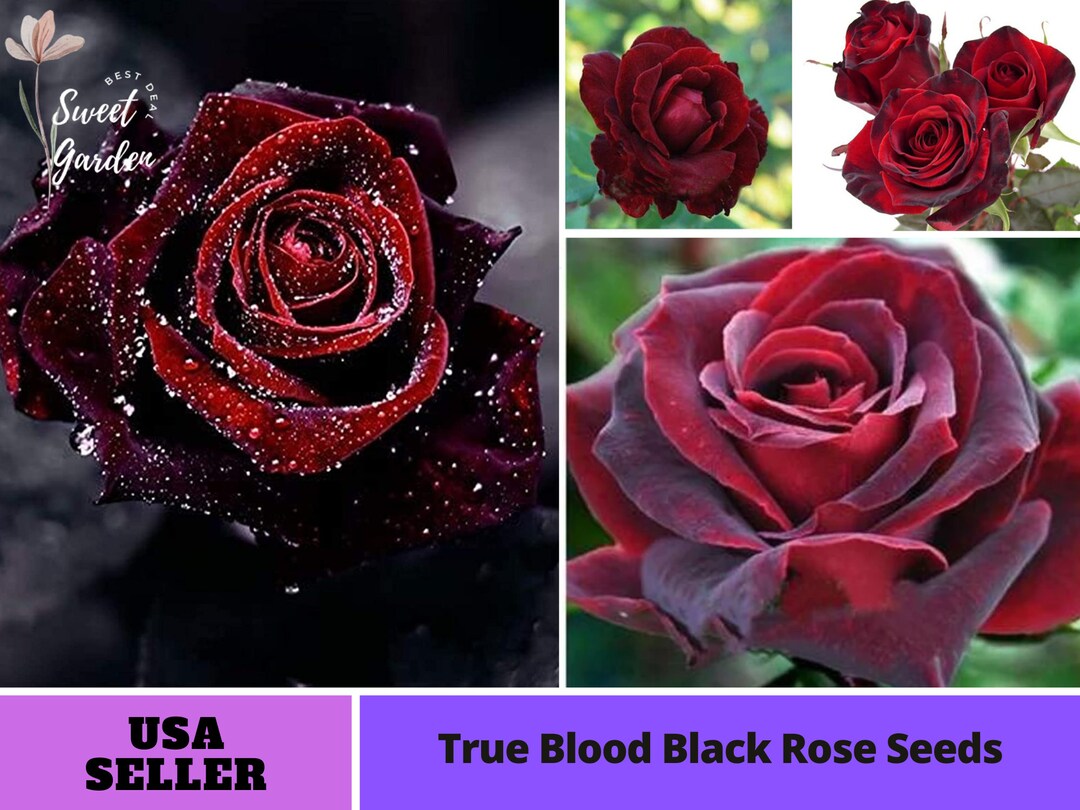 True Blood Rose Seeds Red Black Perennial Authentic Seeds Flowers Easy ...