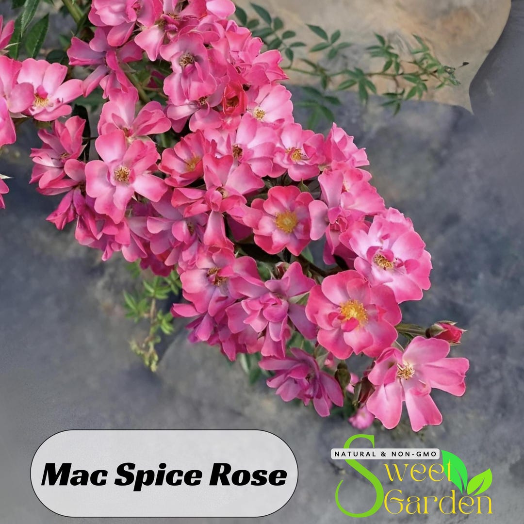 Mac Spice Rose Seeds - Perennial - Authentic Seeds - Flowers - Easy to ...
