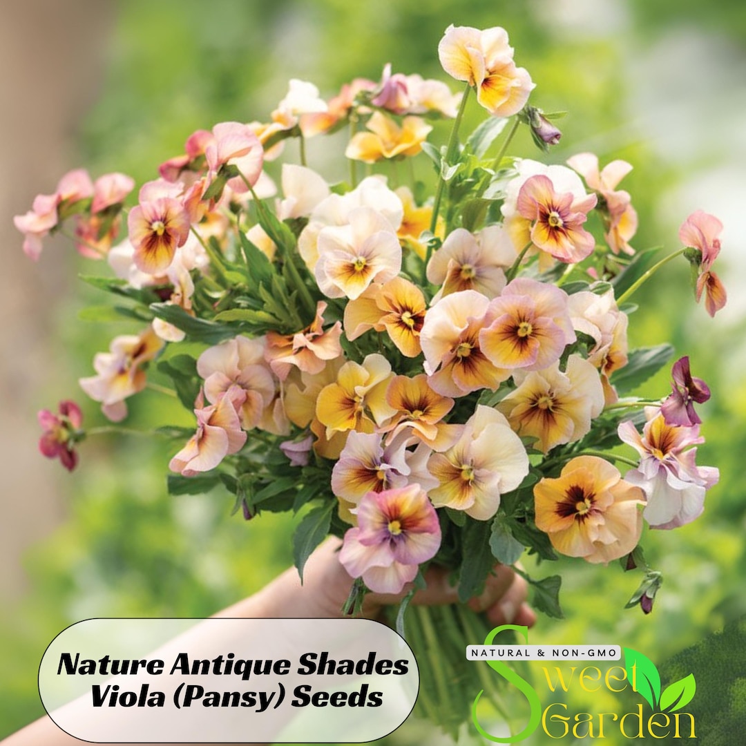 Nature Antique Shades Viola (pansy) Seeds-cold Resistant-self ...