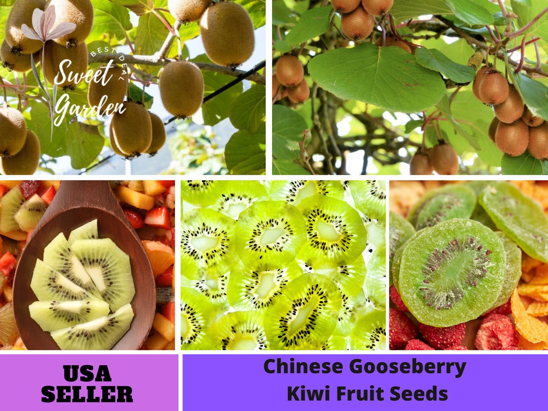 105 Seeds Kiwi Fruit, Chinese Gooseberry Seeds Authentic Vegetable Asian Garden Fruit Seeds ...