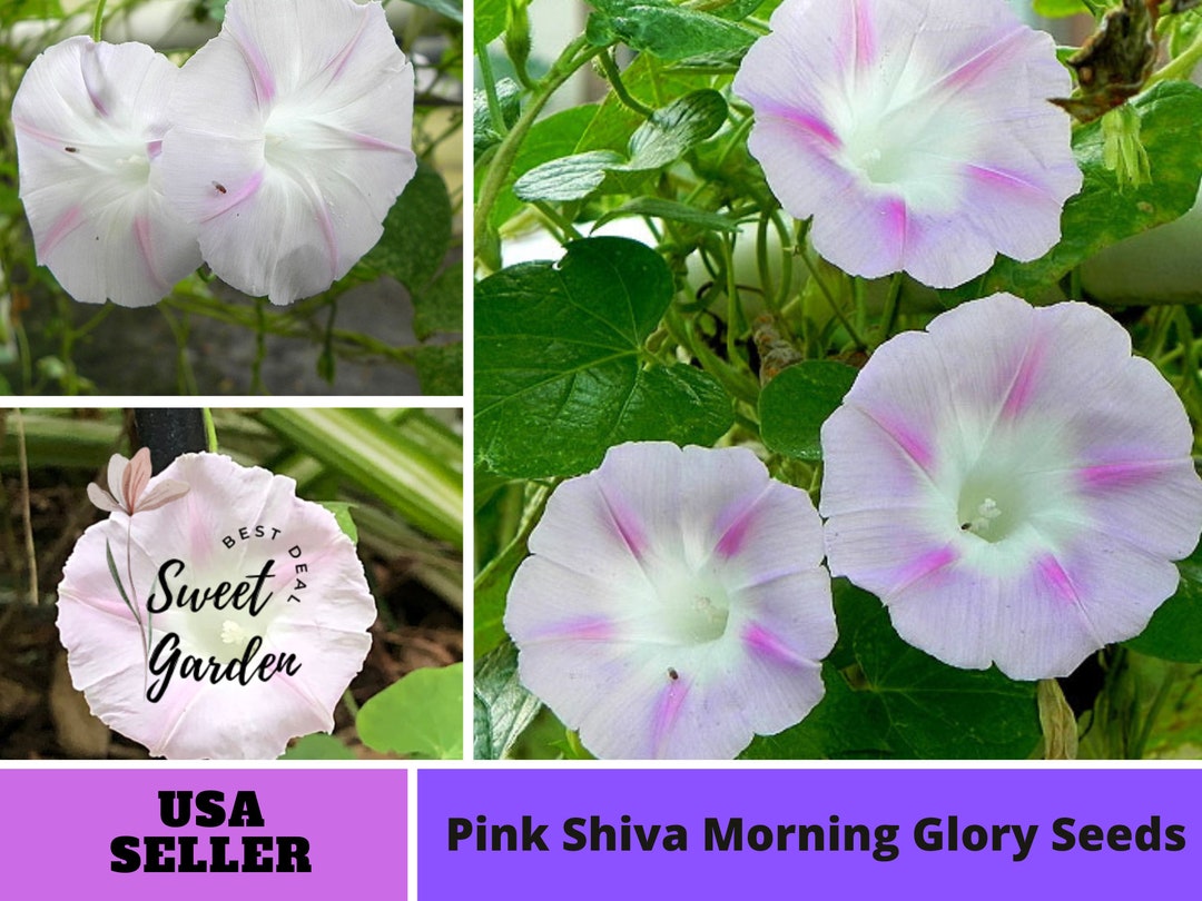 Pink Shiva Morning Glory Seeds Authentic Seeds, Annual, Flowers, Easy ...