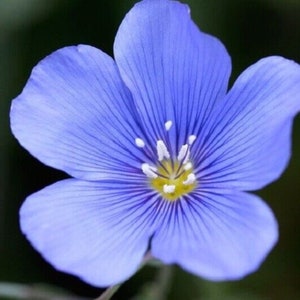 Linum Seeds Blue Flax Perennial authentic Seeds vegetable Seeds-mix ...
