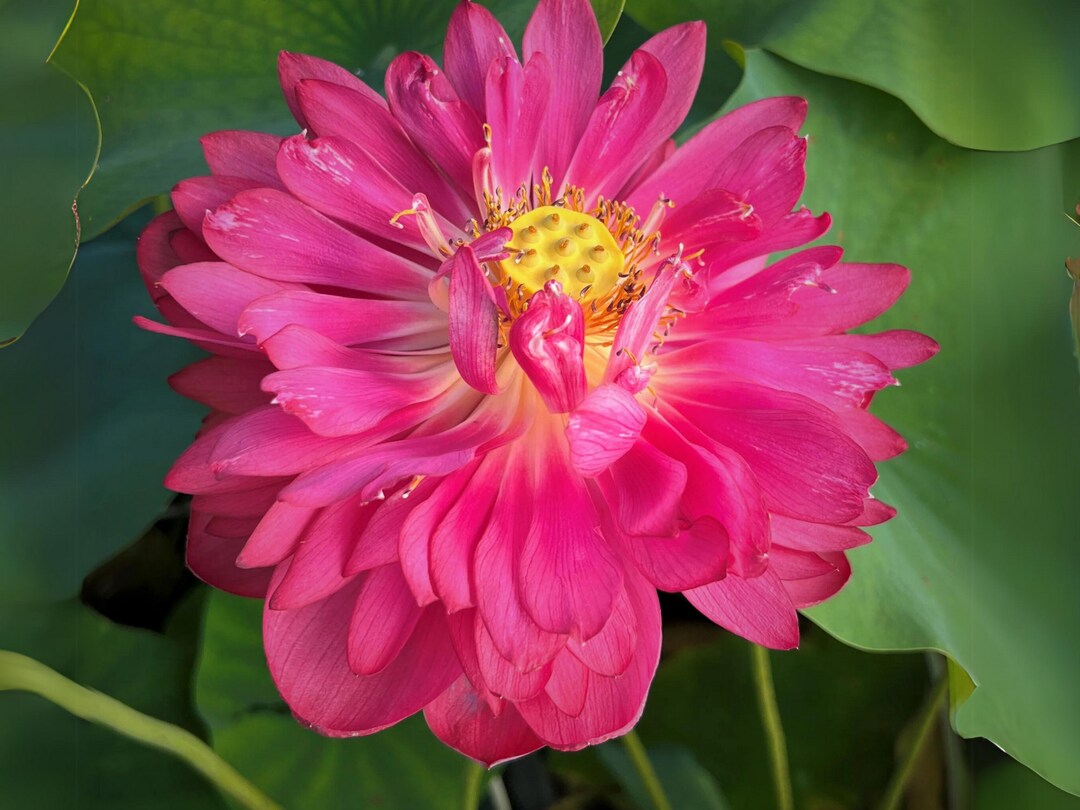 5 Rare Seeds Heart Blood Lotus Seeds Indian Lotus nelumbo Nucifera ...