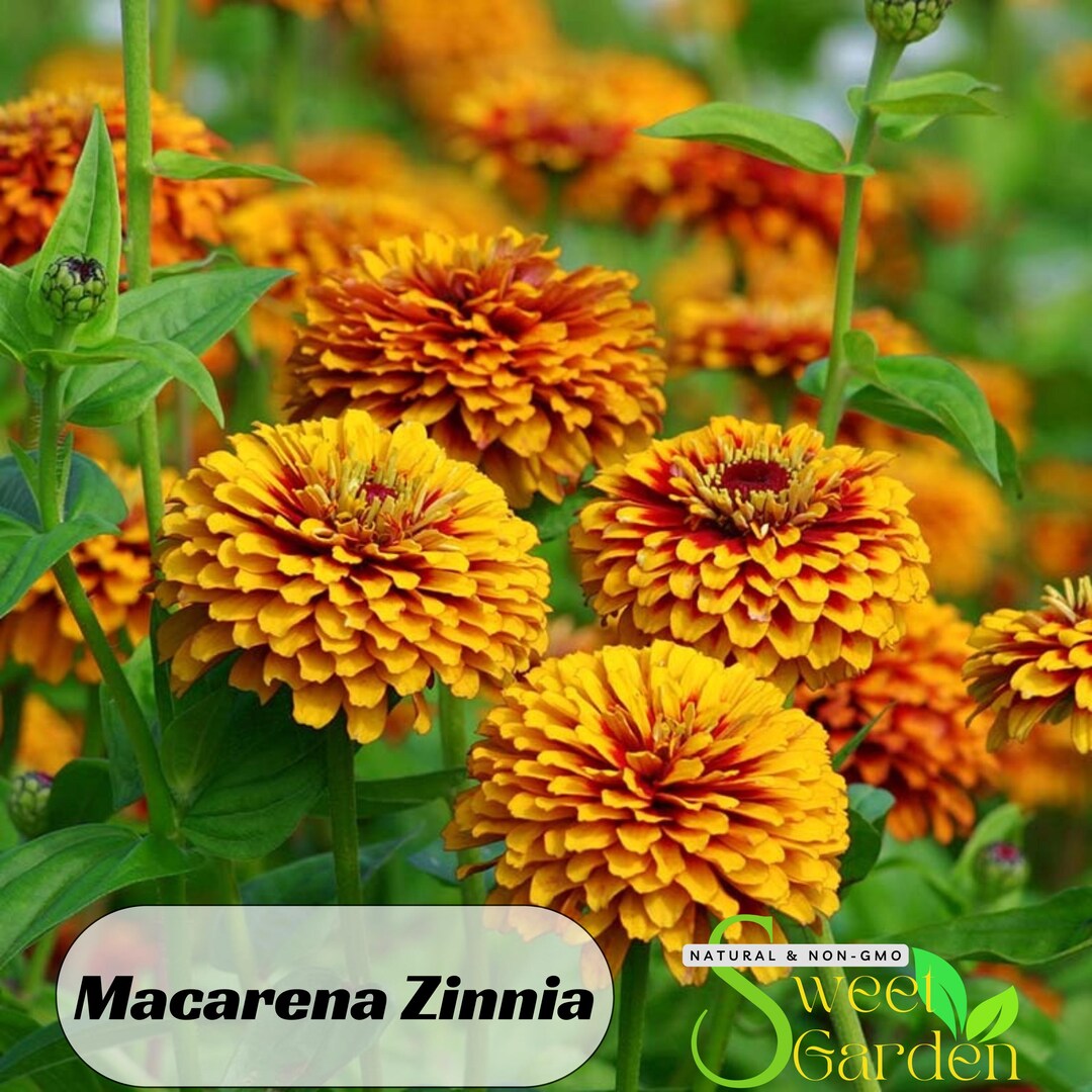 Macarena Zinnia Seeds Authentic Open-pollinated Flower Seeds Mix Seeds ...