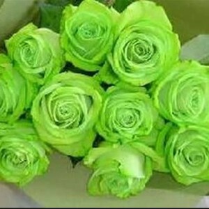Bright Green Rose Seeds Perennial Authentic Seeds Flowers Easy to Grow ...