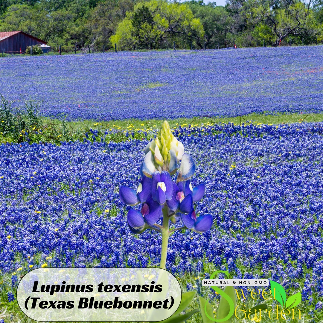Lupinus Texensis (texas Bluebonnet) Seeds- Lupinus - Bluebonnet ...