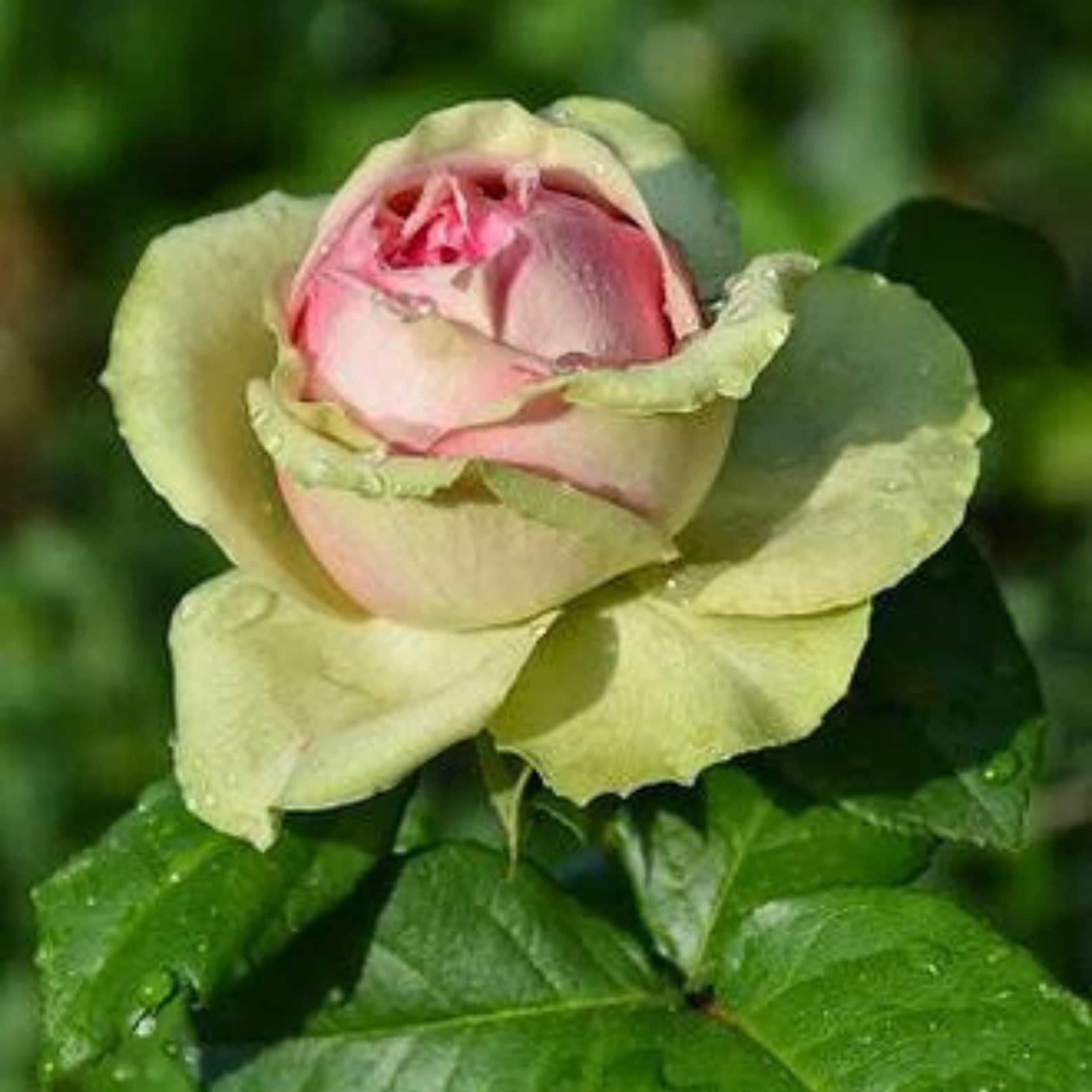 Dancing Rose Seeds - Perennial - Authentic Seeds - Flowers - Easy to ...