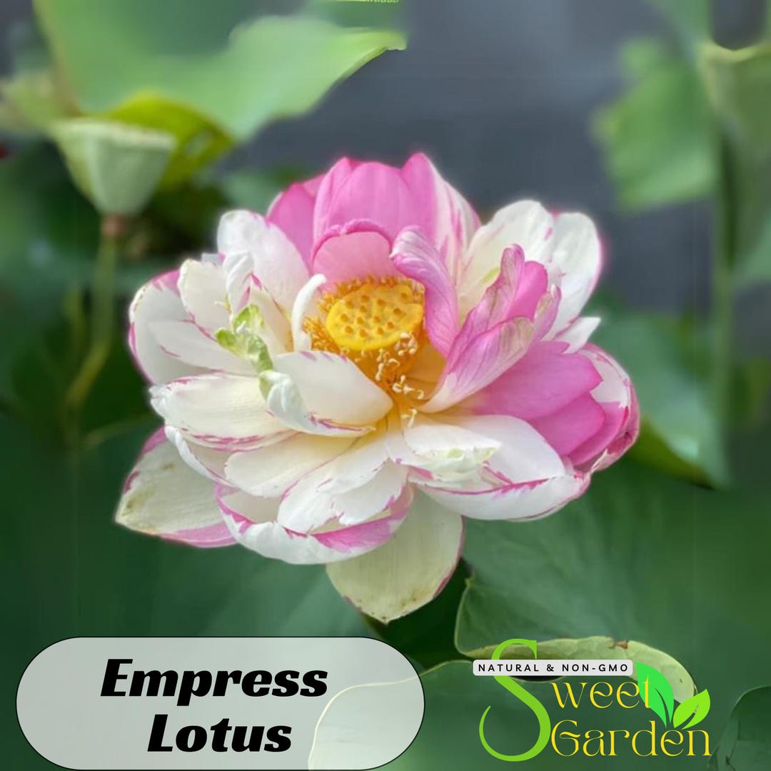 5+ Rare Seeds| Empress Lotus Seeds - Indian Lotus (nelumbo Nucifera ...