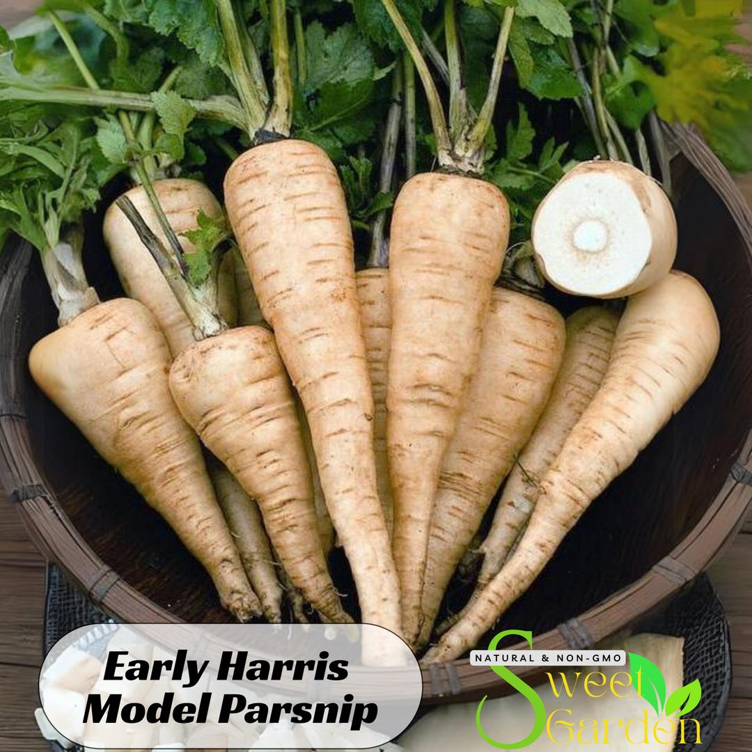 40 Seeds|early Harris Model Parsnip Seeds - Perennial -authentic Seeds ...