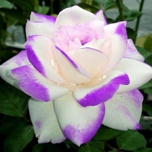 Purple Haze Rose Seeds - Perennial - Authentic Seeds - Flowers - Easy ...