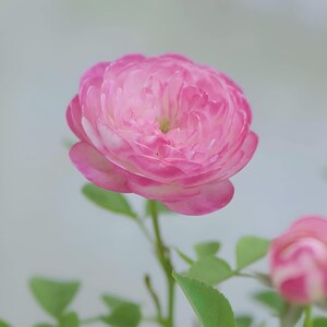 Tatami Room Rose Seeds - Perennial - Authentic Seeds - Flowers - Easy ...
