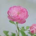 Tatami Room Rose Seeds - Perennial - Authentic Seeds - Flowers - Easy ...