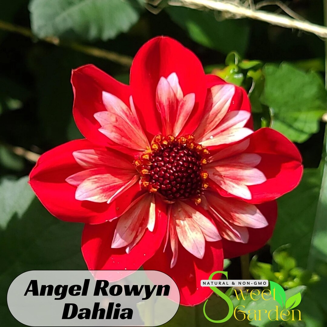 Angel Rowyn Dahlia Perennial Seeds - Clumping - Dahlia Flowers - Summer ...
