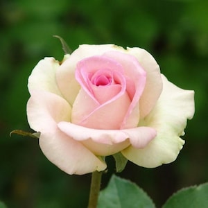 Dancing Rose Seeds - Perennial - Authentic Seeds - Flowers - Easy to ...