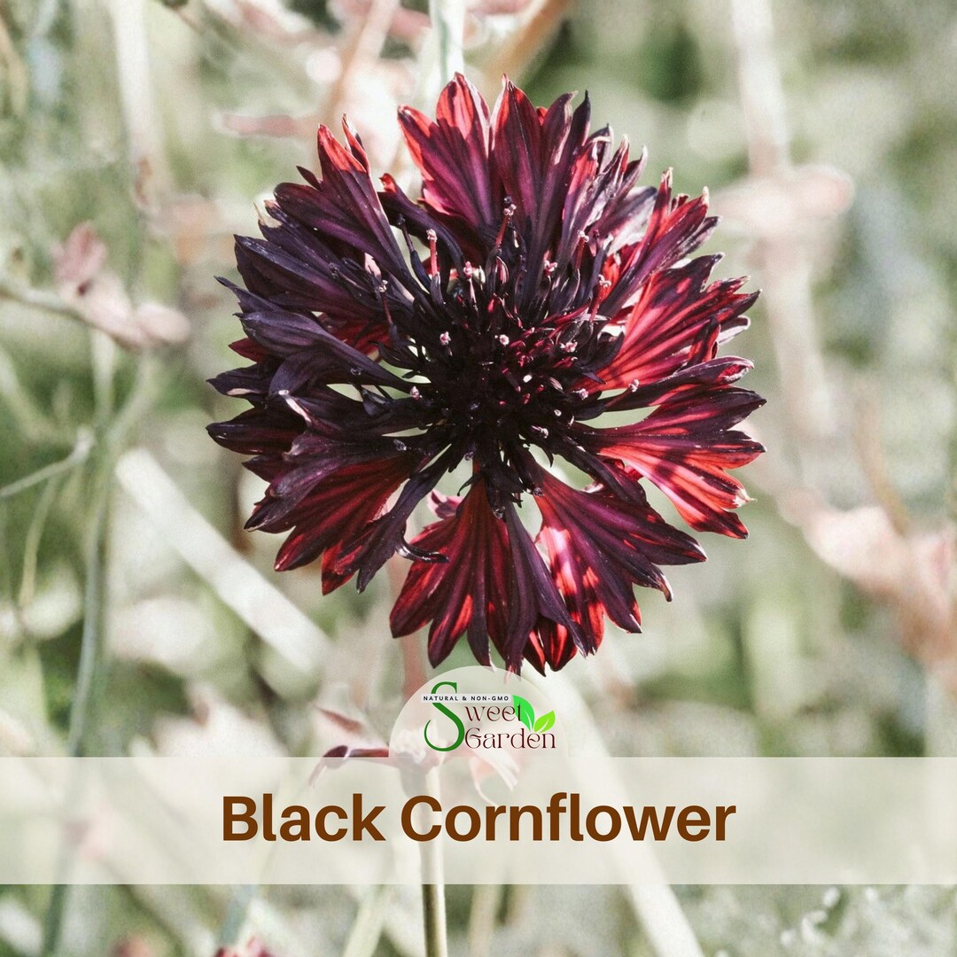 15 Seeds| Black Cornflower(centaurea Cyanus) Seeds- Unique Cut Flower ...