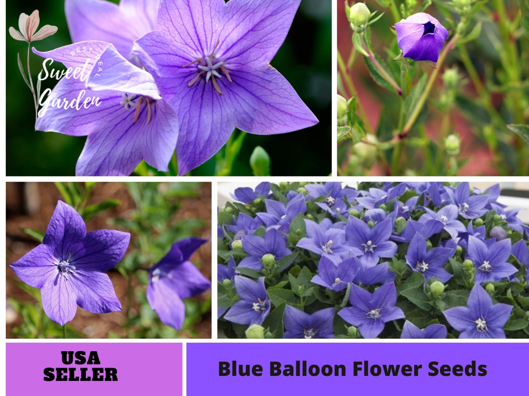60 Seeds Blue Balloon Flower Seeds perennial authentic Seeds-flowers ...