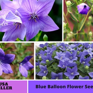 60 Seeds Blue Balloon Flower Seeds perennial authentic Seeds-flowers ...